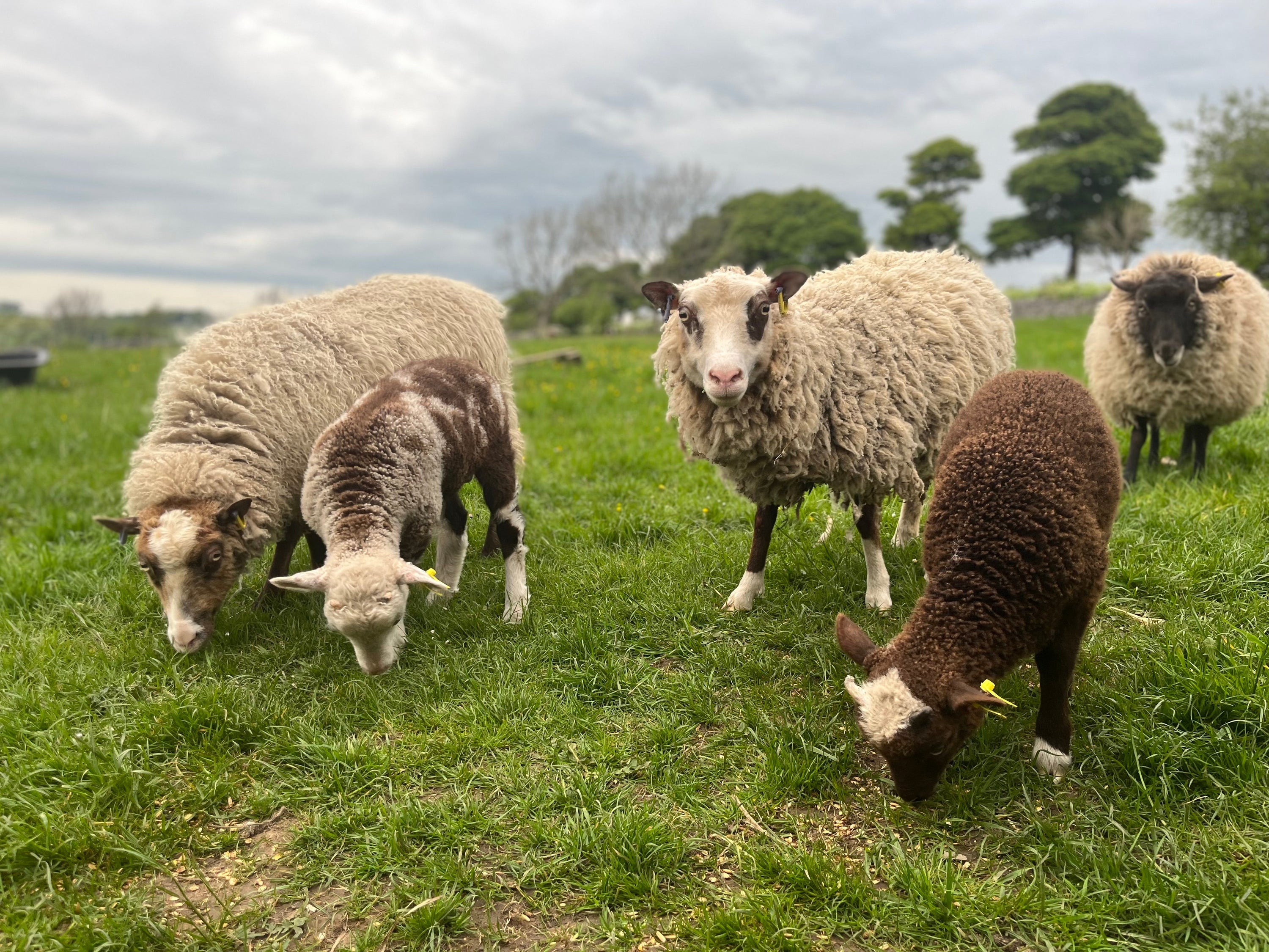 Your Guide To British Native Sheep Breeds – White Peak Living